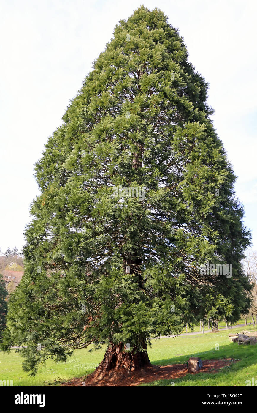 mammoth tree metasequoia glyptostroboides Stock Photo - Alamy