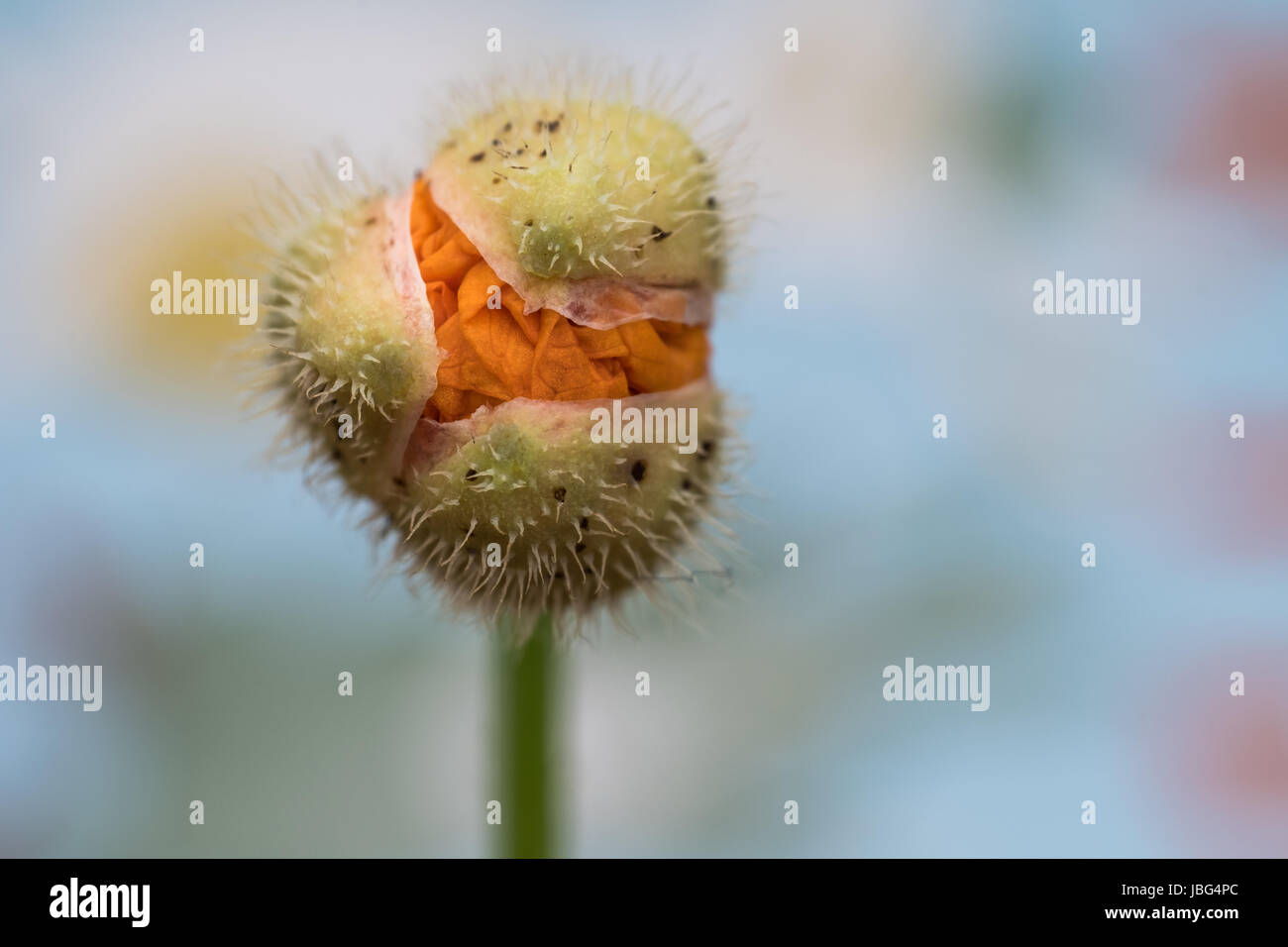 Welsh Poppy Bulb Close Up Stock Photo - Alamy