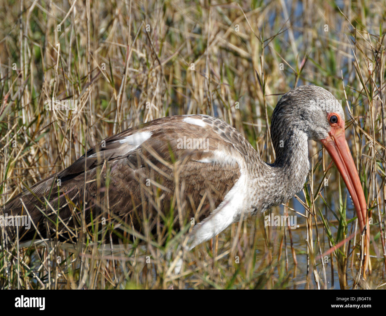 Juvenile White Ibis standing in tall grass by a lake Stock Photo - Alamy