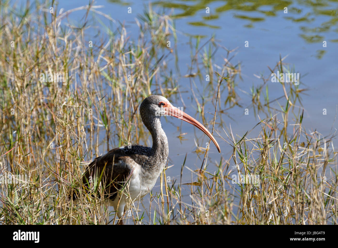 Juvenile plumage white ibis hi-res stock photography and images - Alamy