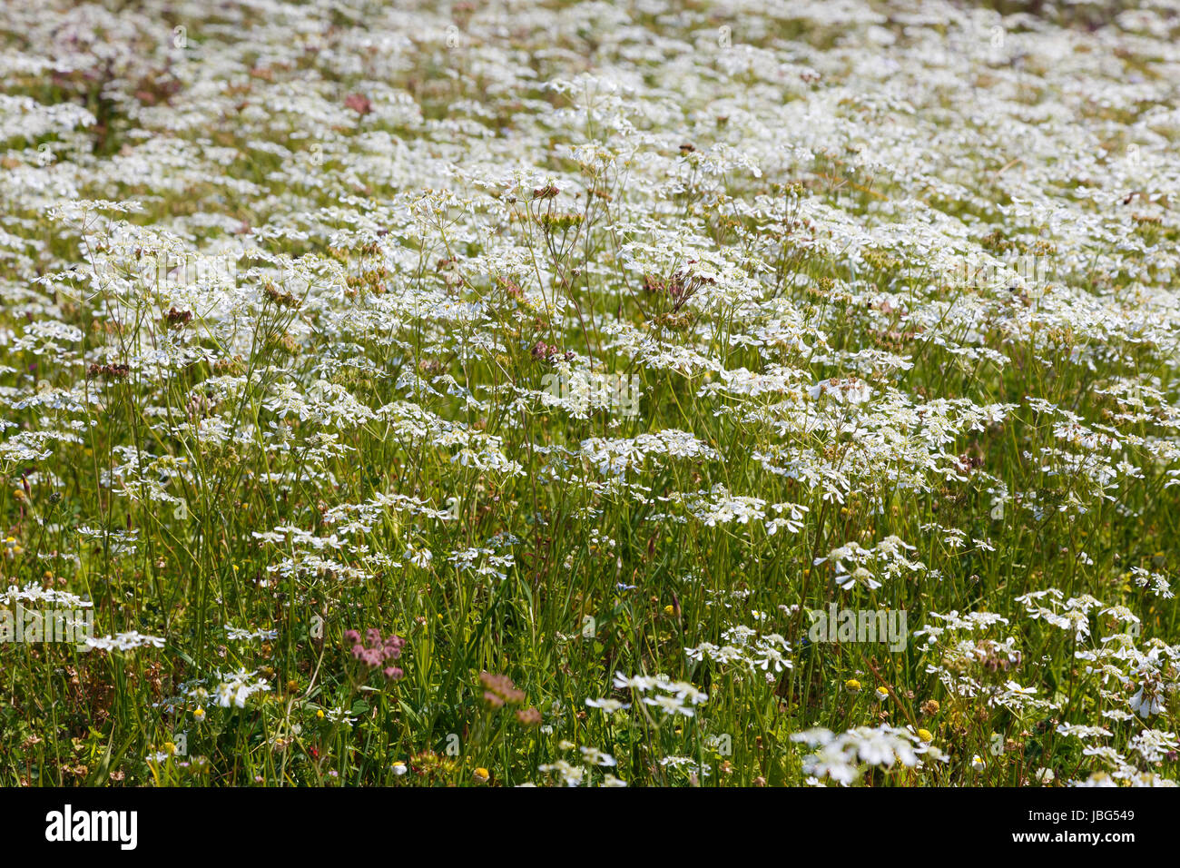 Closeup of white flowers in meadow field in spring Stock Photo - Alamy