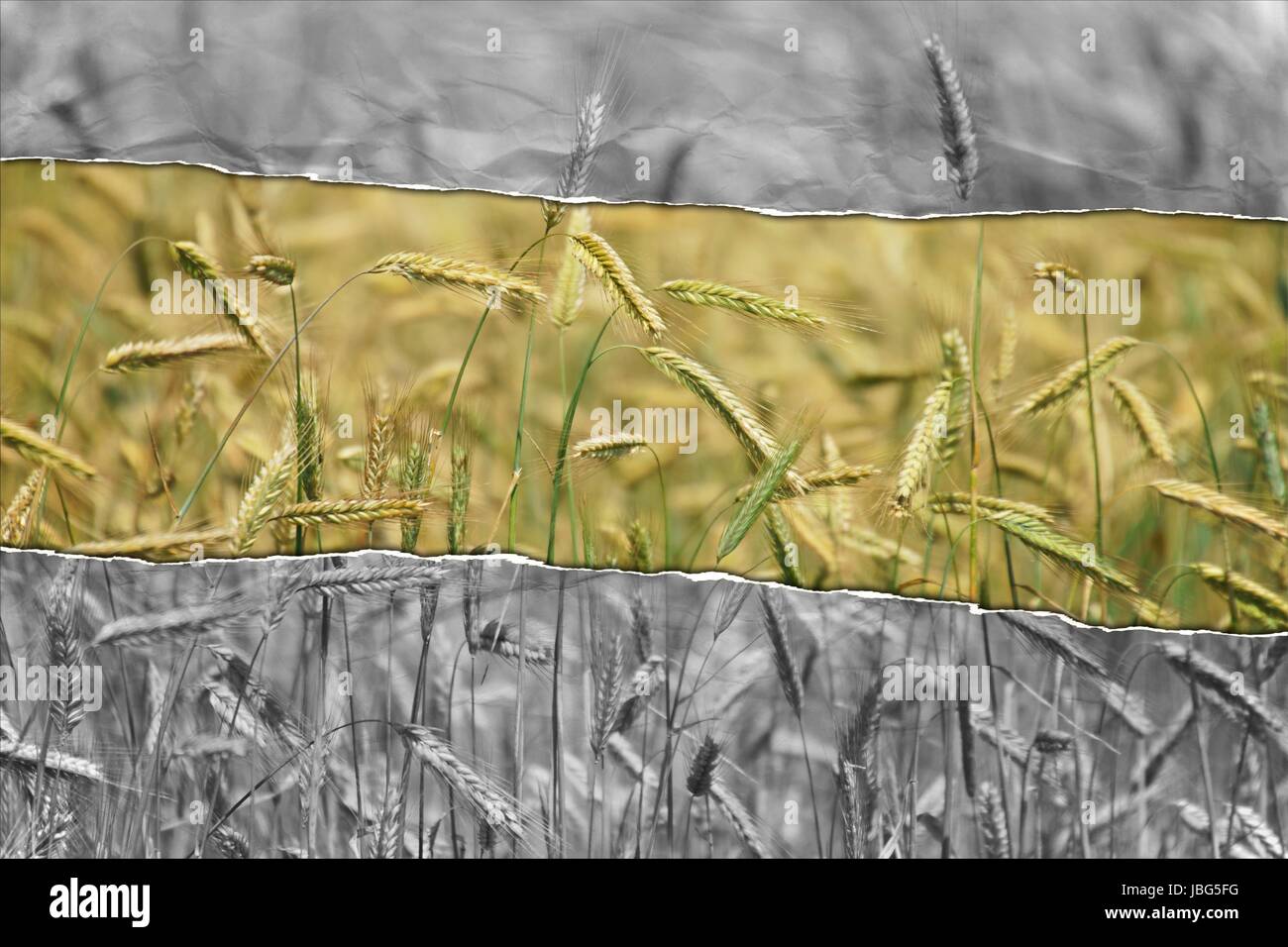 Barley field abstract Stock Photo - Alamy