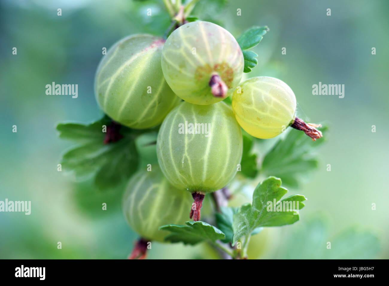 Gooseberry on a bush Stock Photo - Alamy