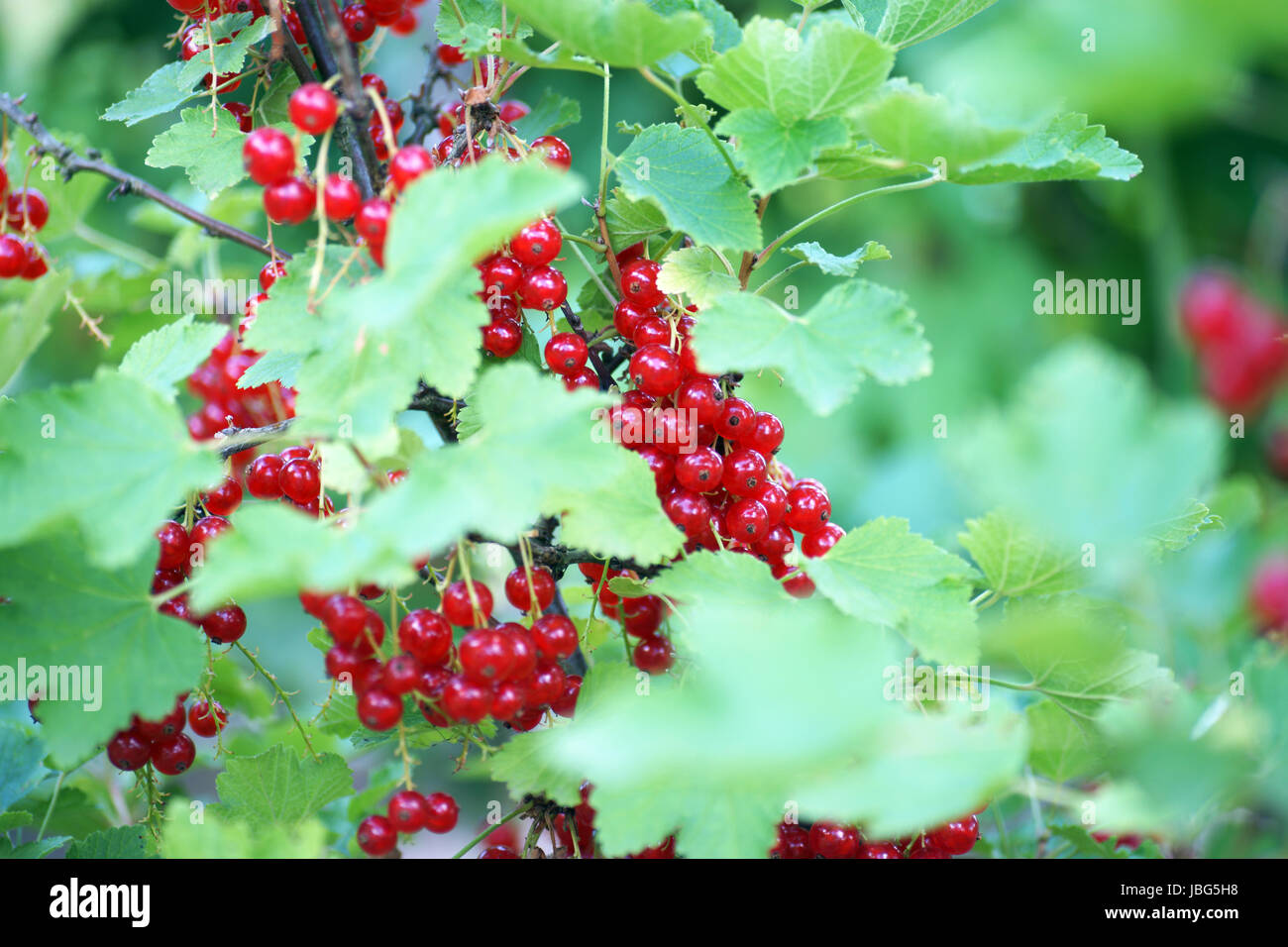 Currant on a bush Stock Photo - Alamy
