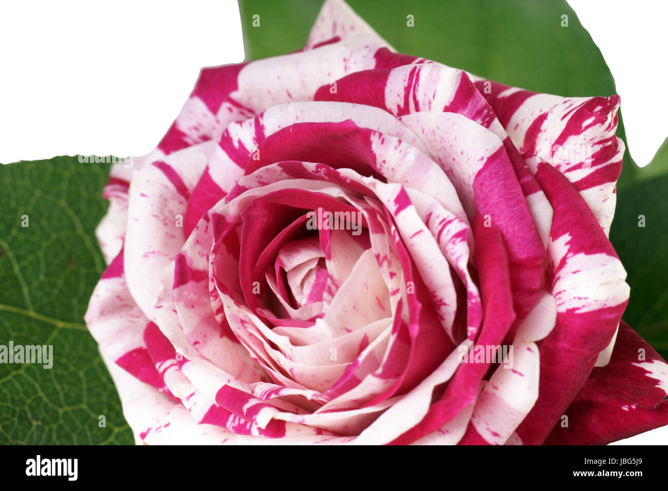 Two colored roses hi-res stock photography and images - Alamy