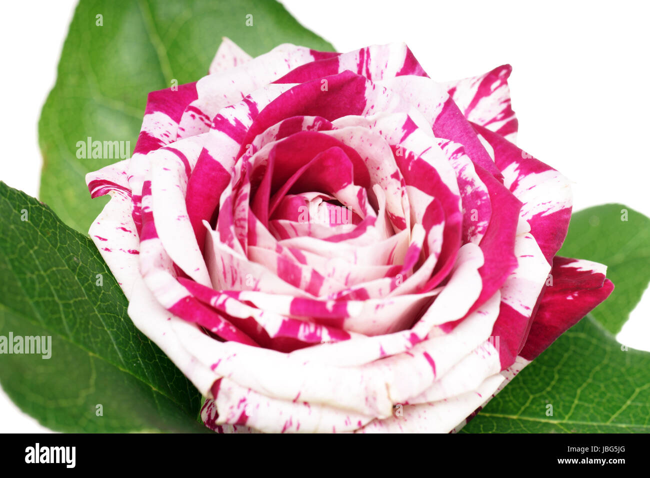 Two colored rose hi-res stock photography and images - Alamy