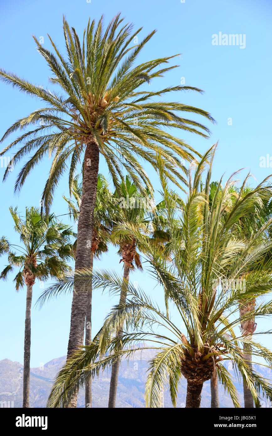 palms - spain Stock Photo - Alamy