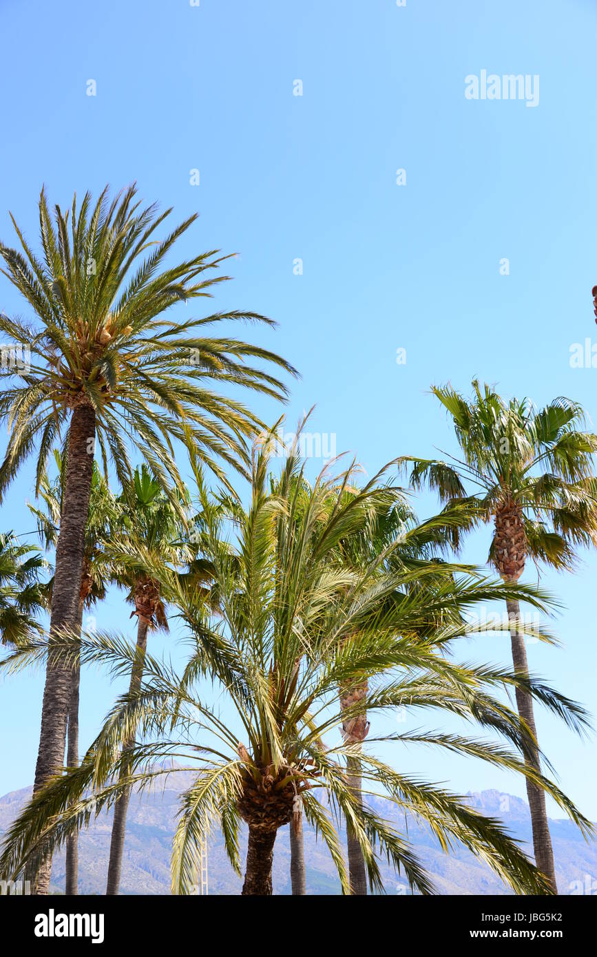 palms - spain Stock Photo - Alamy