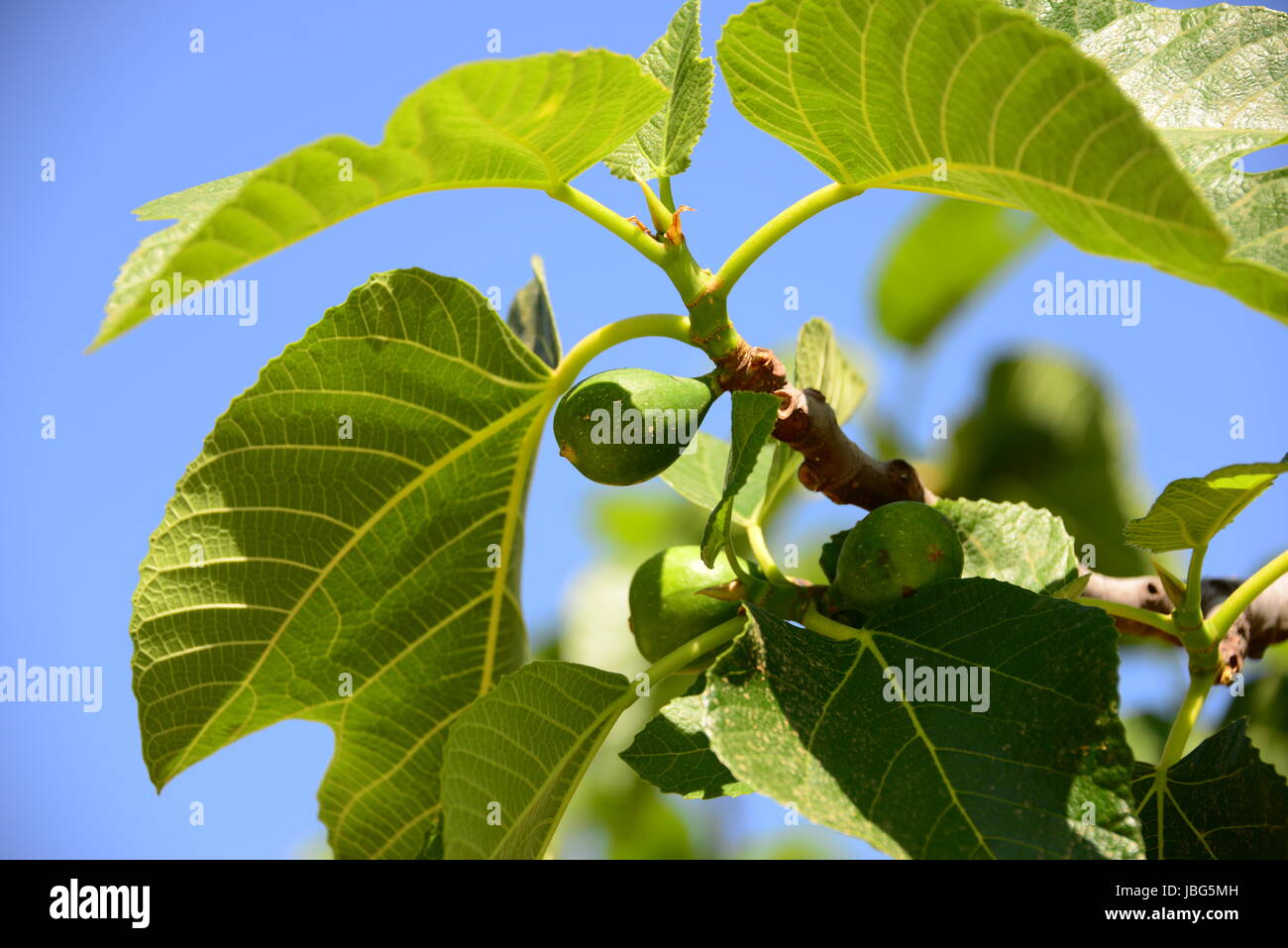 fig tree - spain Stock Photo - Alamy