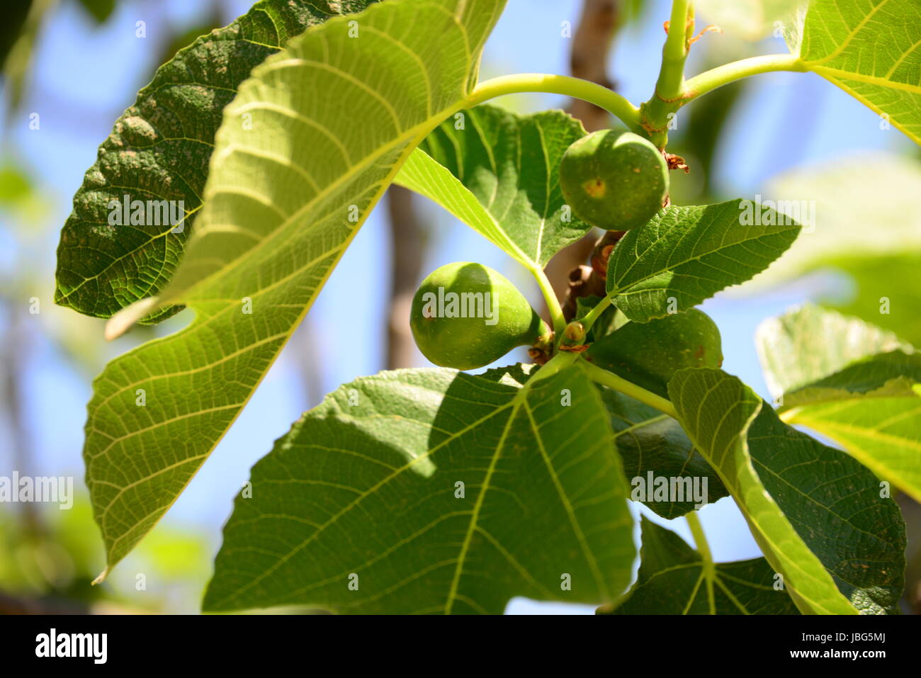 fig tree - spain Stock Photo - Alamy