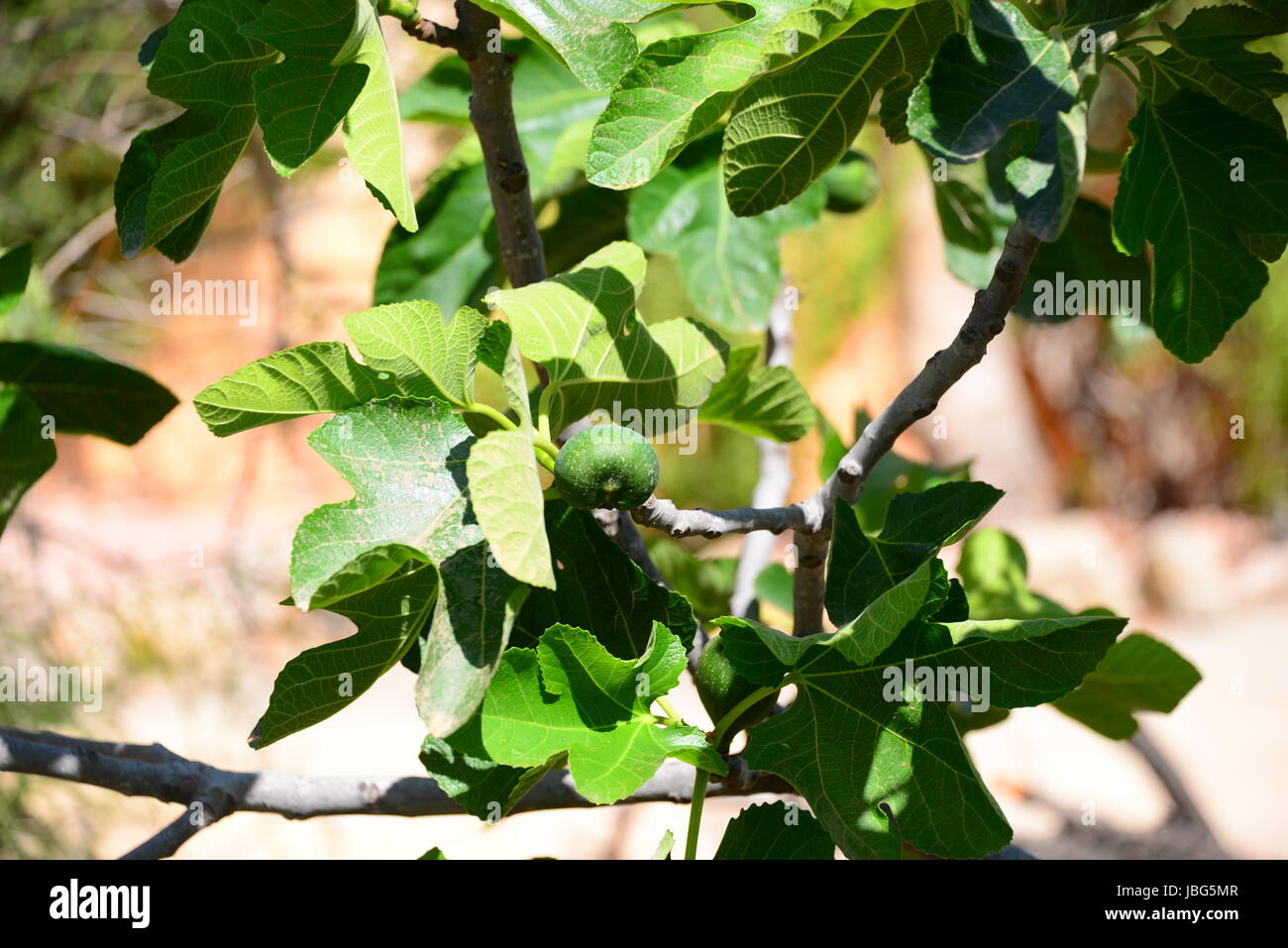 fig tree - spain Stock Photo - Alamy