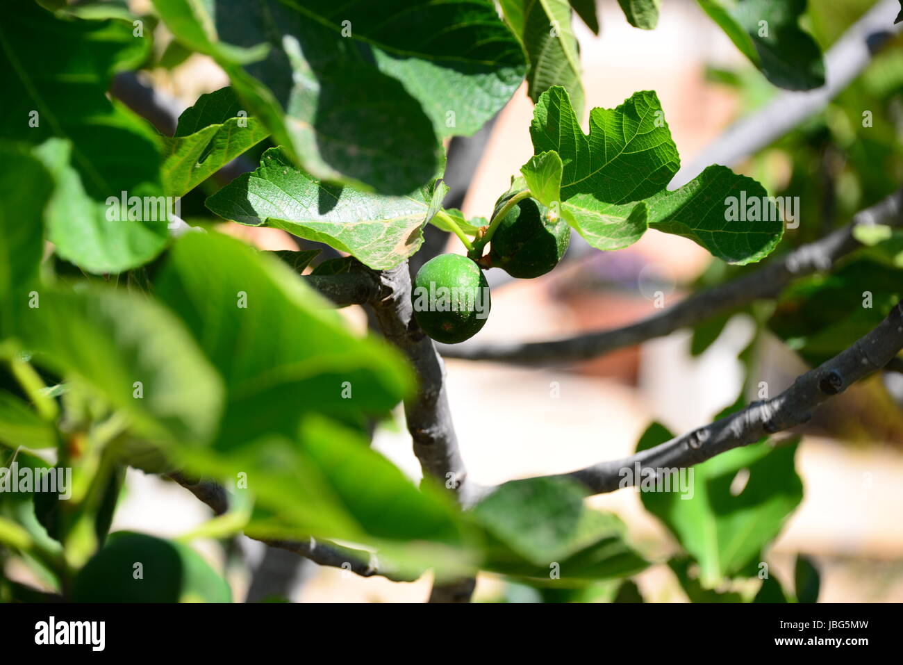 fig tree - spain Stock Photo - Alamy