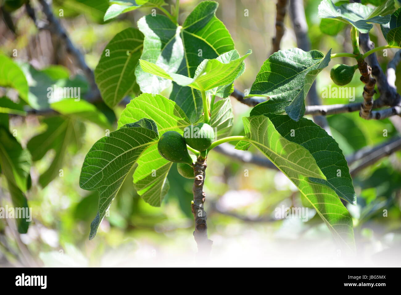 fig tree - spain Stock Photo - Alamy