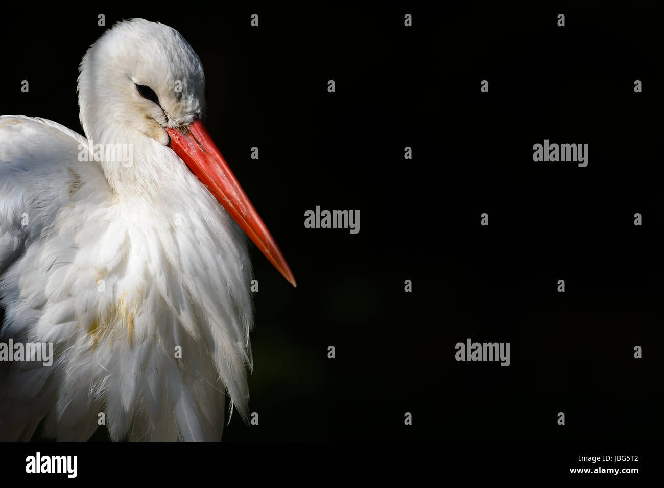 Long legend birds hi-res stock photography and images - Alamy
