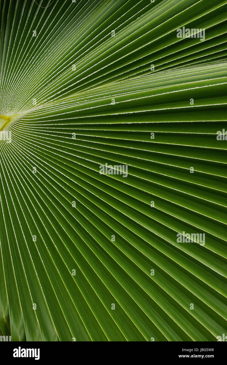 Leave of a palm tree, Caribbean Stock Photo - Alamy