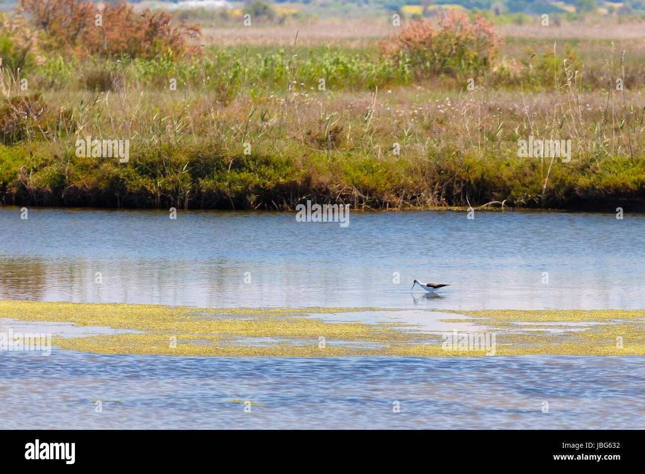 Birds resting in protected Natura area in Lake Kotichi in Ilia ...