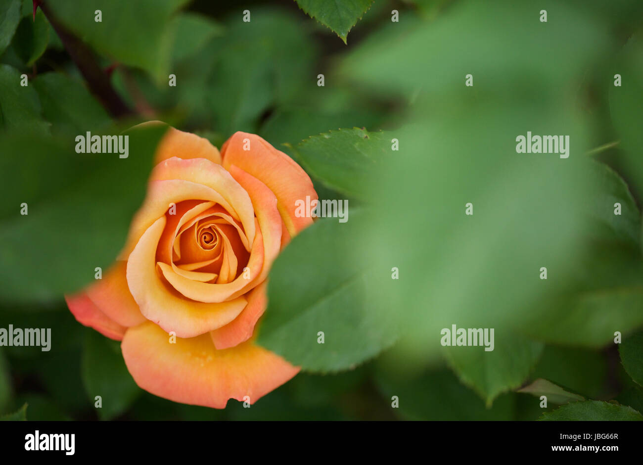 Beautiful flame red orange rose hidden between green leaves Stock Photo ...