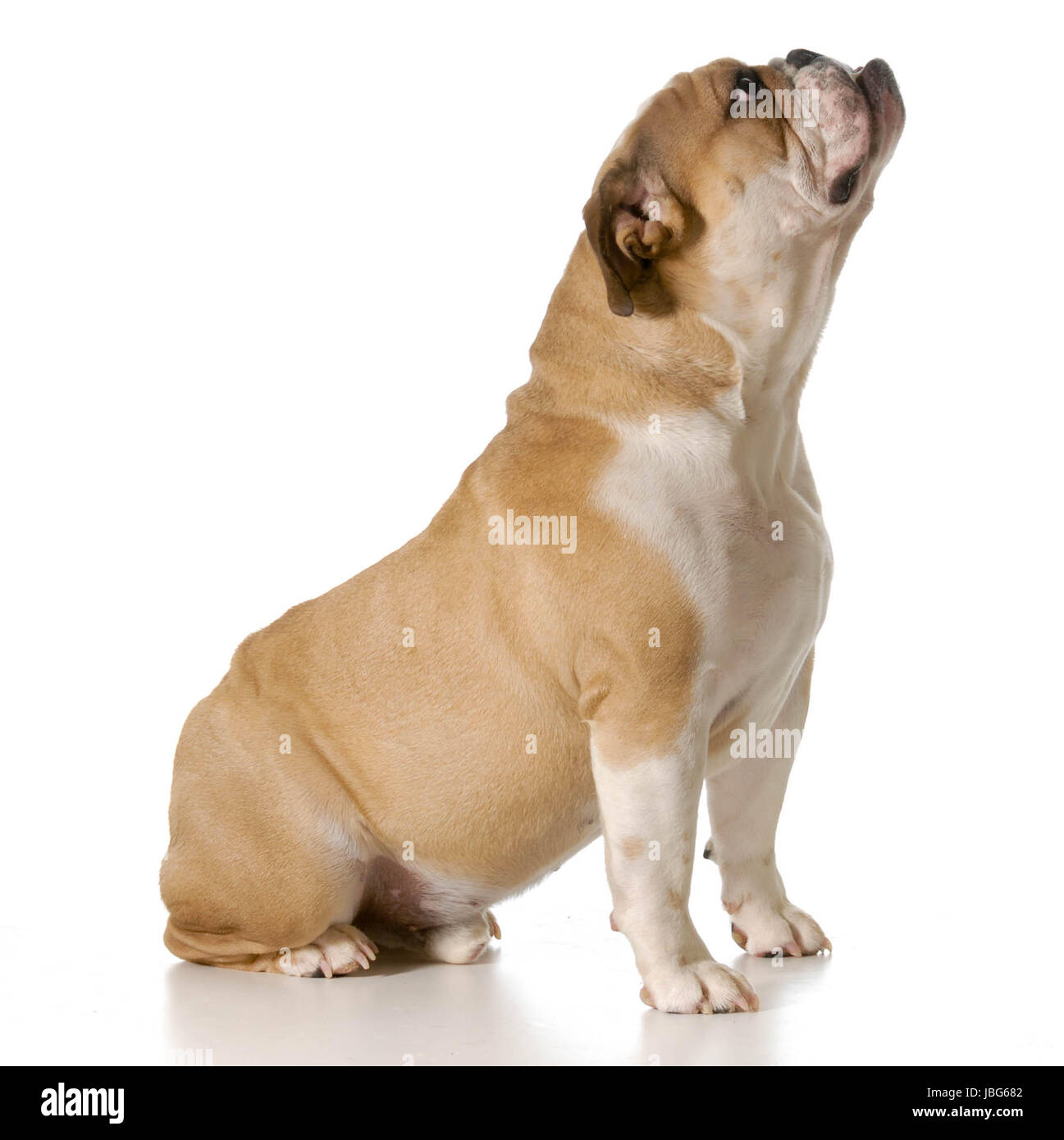 english bulldog looking up isolated on white background Stock Photo - Alamy