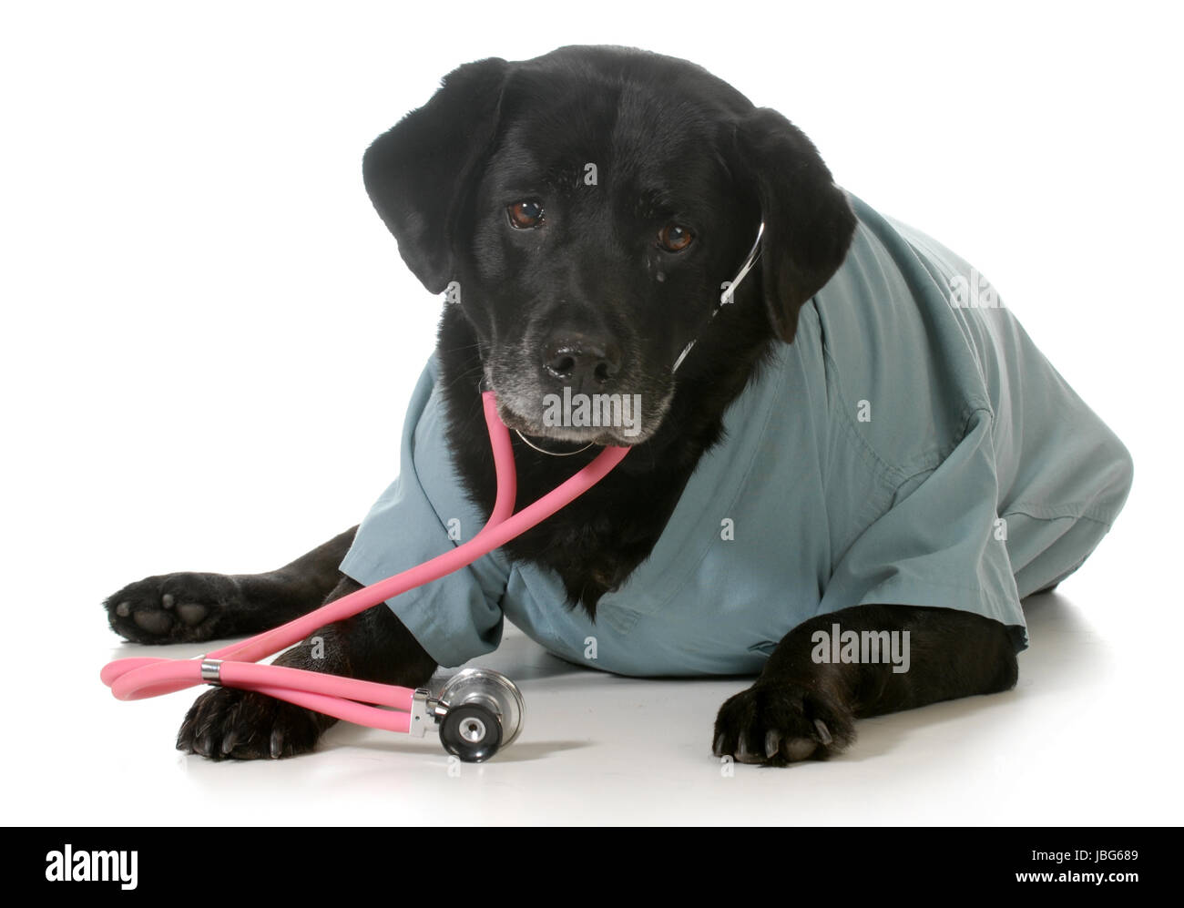 senior dog dressed up like a veterinarian isolated on white background ...