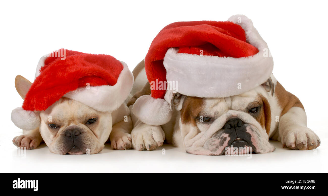 Christmas Bulldog Wallpaper