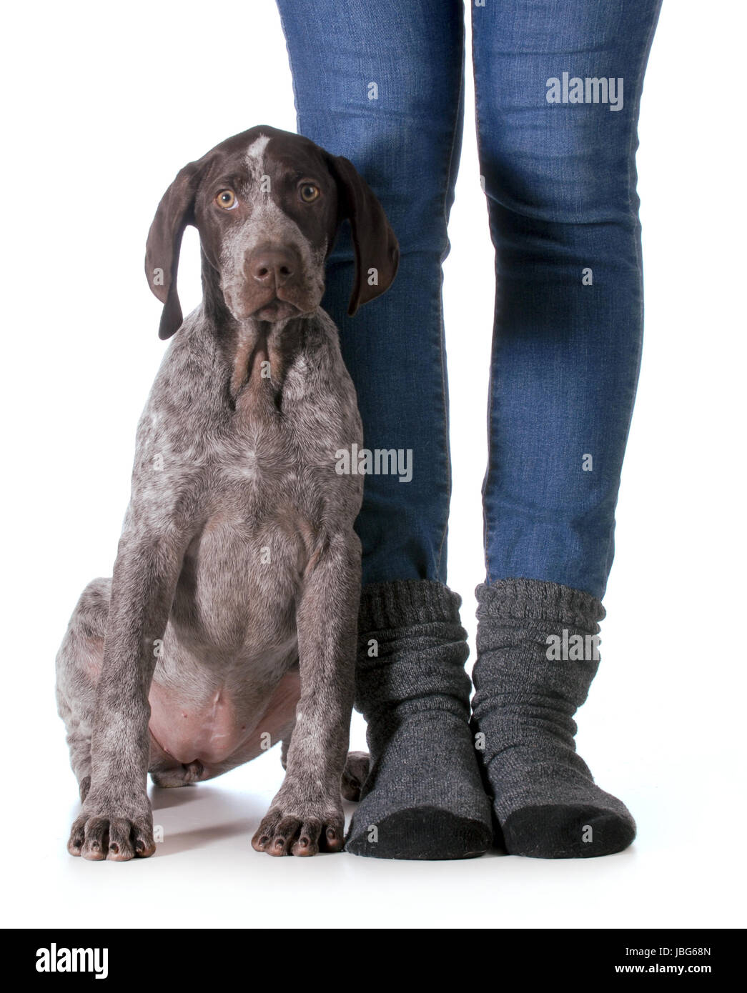 German shorthaired pointer puppy weeks hi-res stock photography and ...