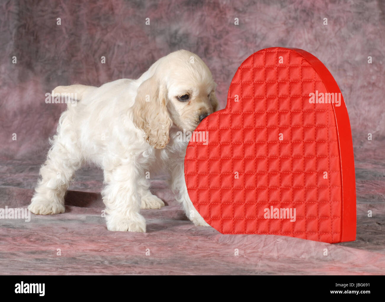 valentine puppy - cocker spaniel sniffing red heard on pink tone ...