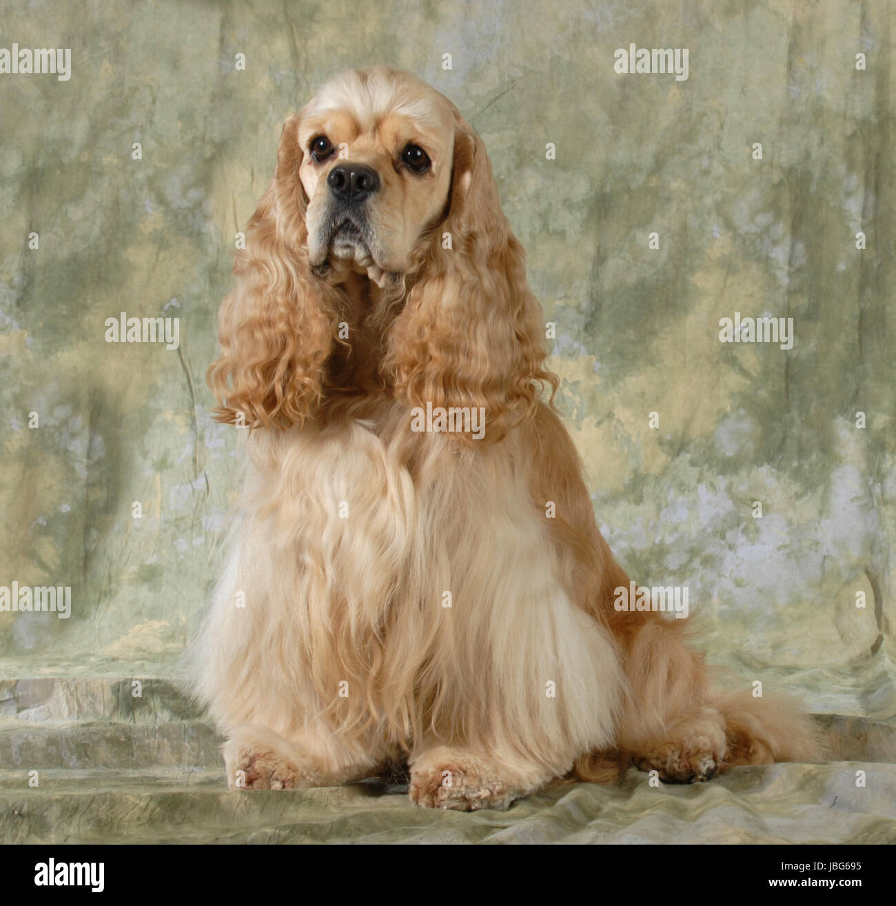 cocker spaniel sitting on green background Stock Photo - Alamy