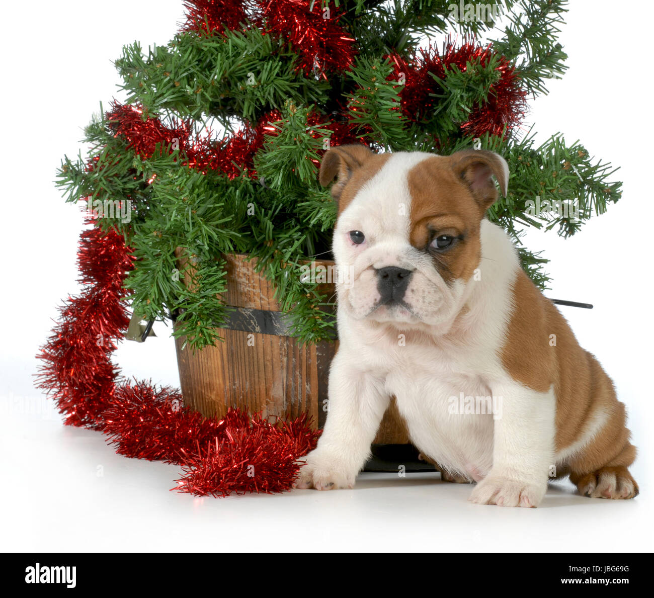 christmas puppy - english bulldog puppy sitting under a christmas tree ...