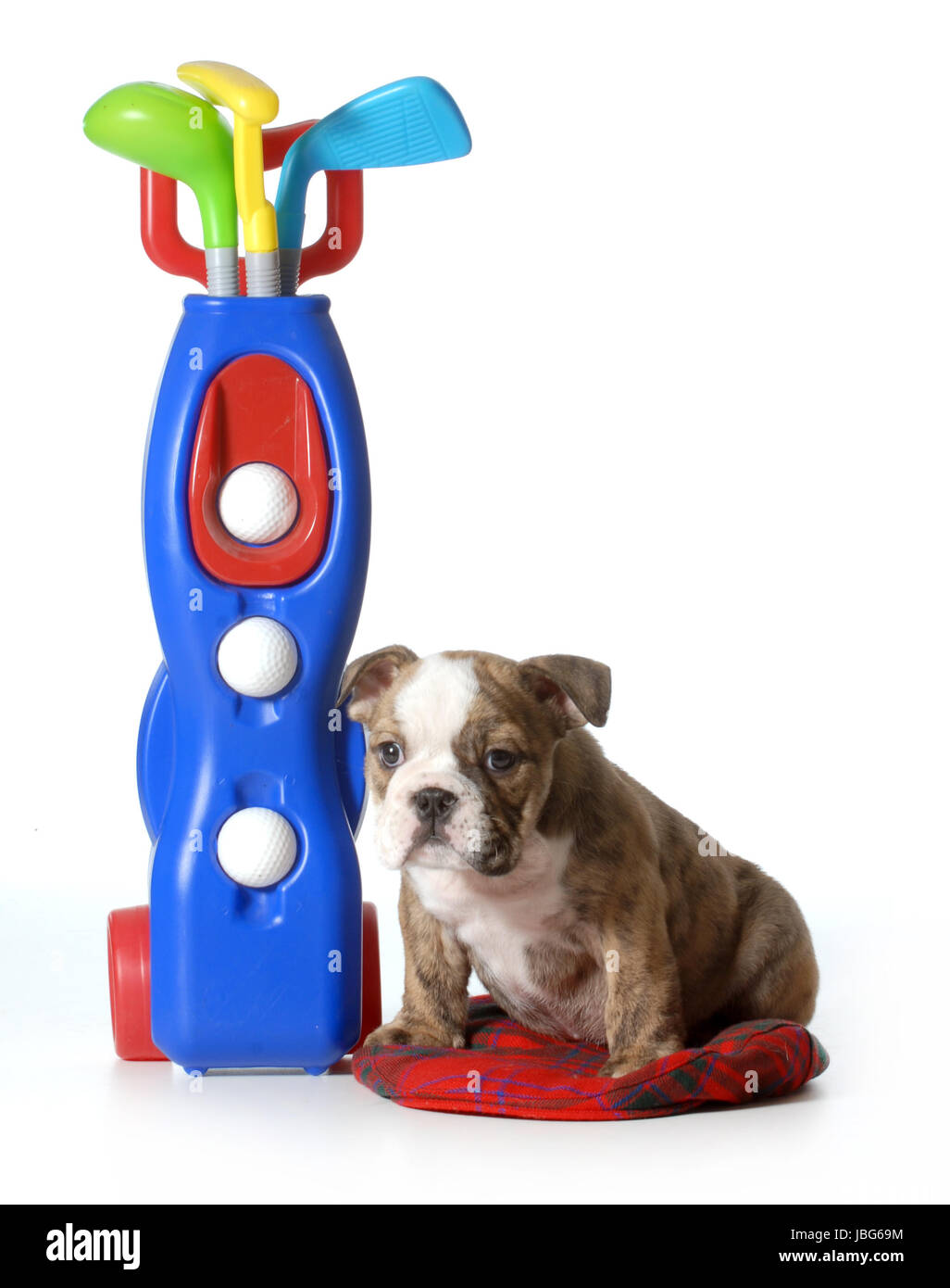 sports hound - english bulldog sitting beside set of toy golf club ...