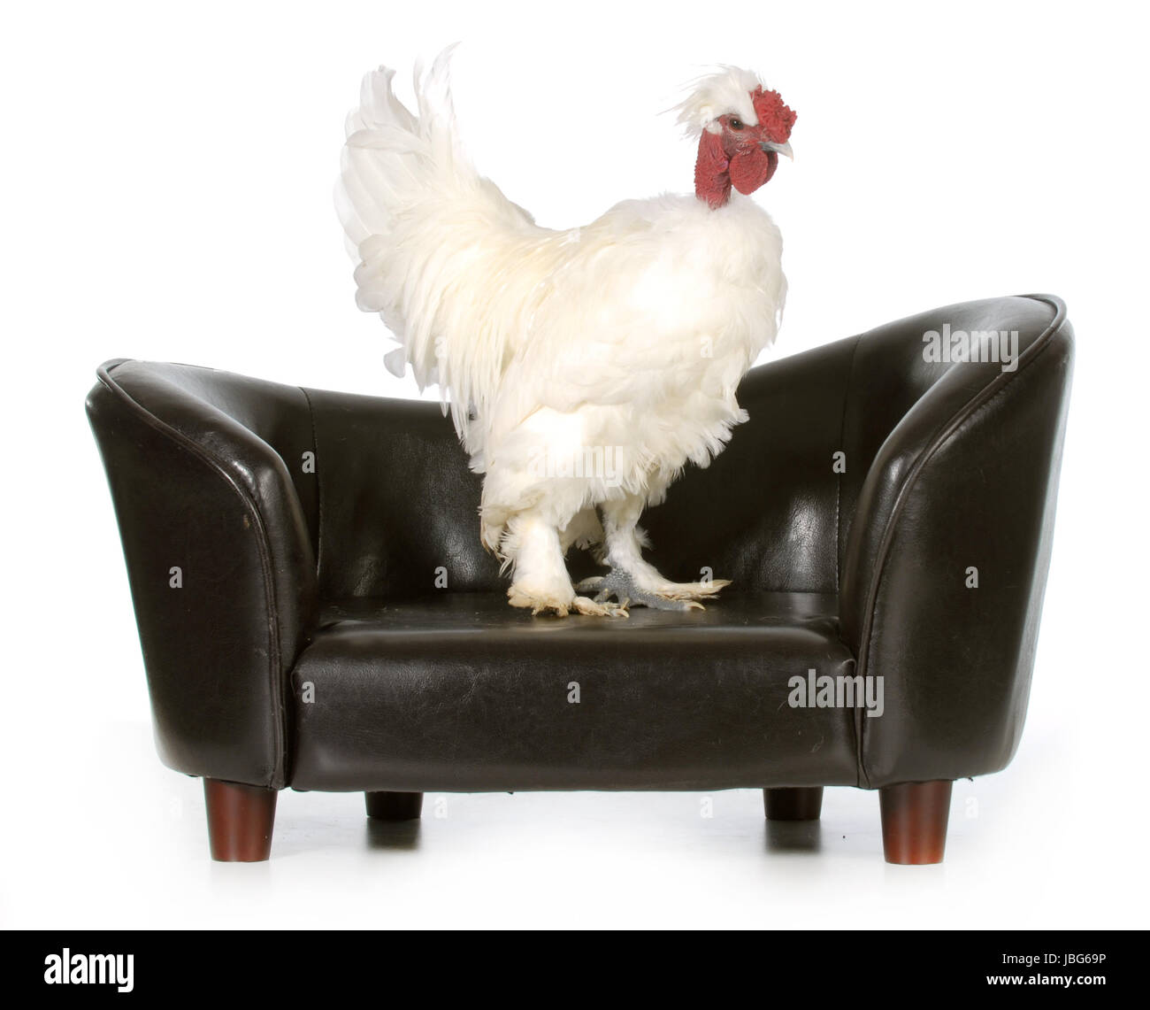 chicken on a couch isolated on white background Stock Photo - Alamy