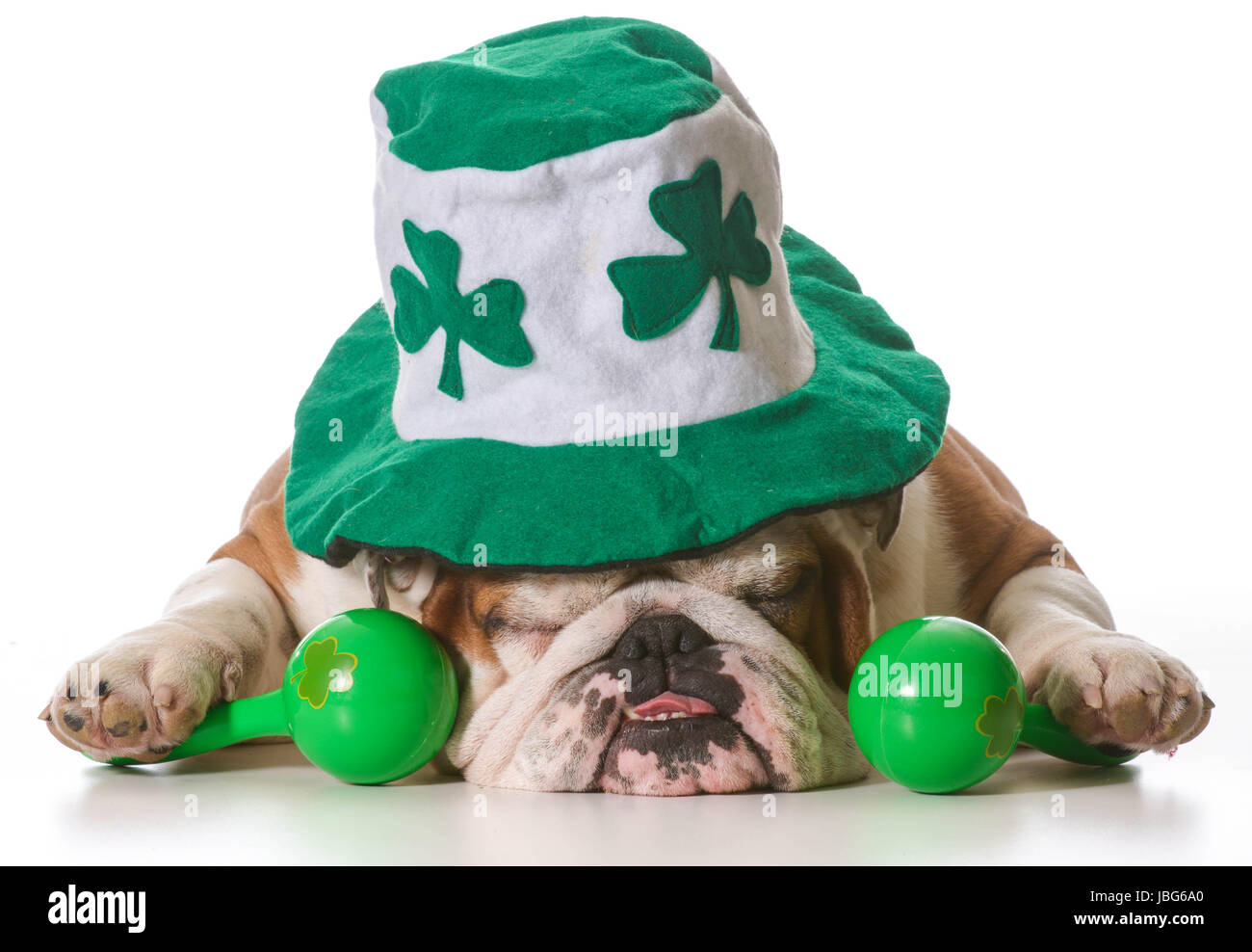 English bulldog wearing St Patrick's Day hat isolated on white ...
