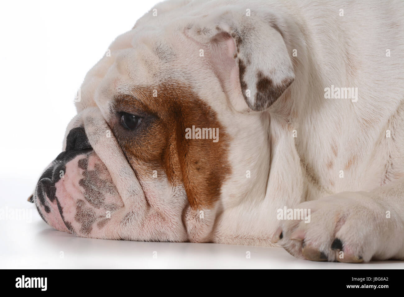 english bulldog profile laying down isolated on white background Stock ...