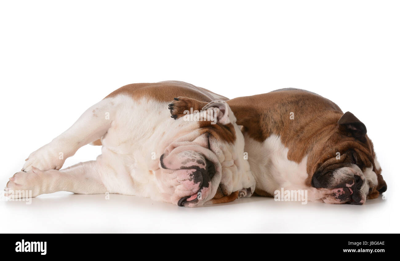 two dogs spooning - english bulldog male and female laying down hugging ...