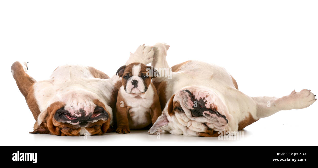 dog family - english bulldog family - father, son and grandfather ...