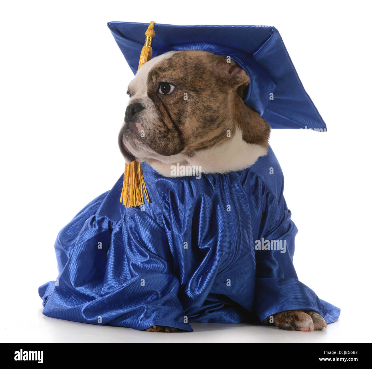 pet graduation - english bulldog wearing graduate costume isolated on ...