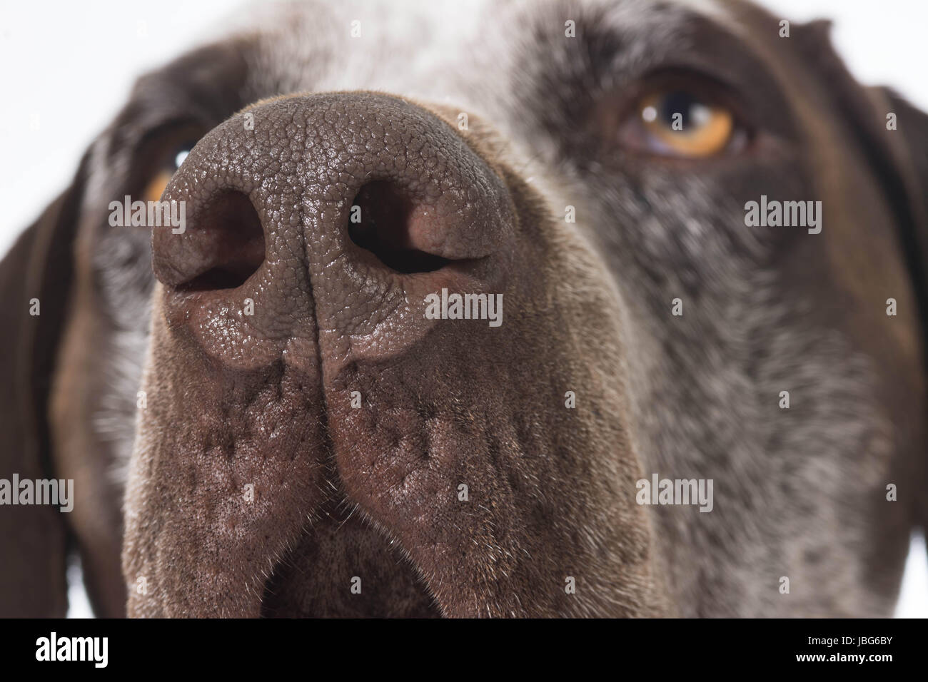 dog nose close up - german shorthaired pointer Stock Photo - Alamy