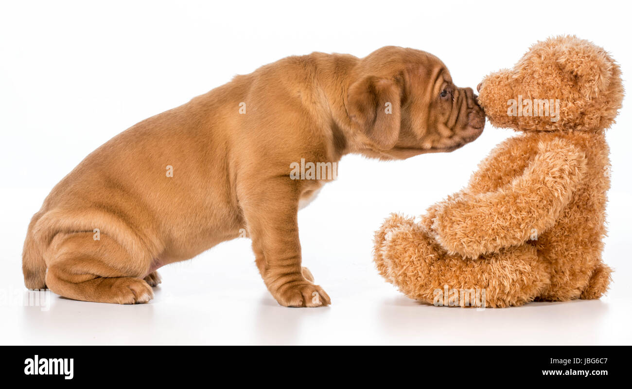 Dog teddy bear puppy Cut Out Stock Images & Pictures - Alamy
