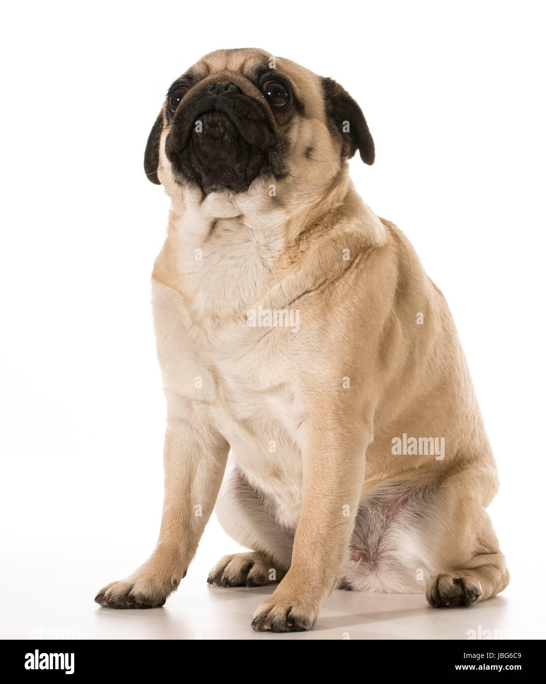 dog looking up - pug looking up isolated on white background Stock ...