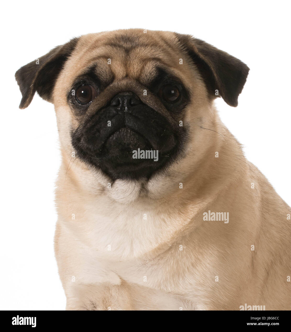 pug head portrait isolated on white background Stock Photo - Alamy