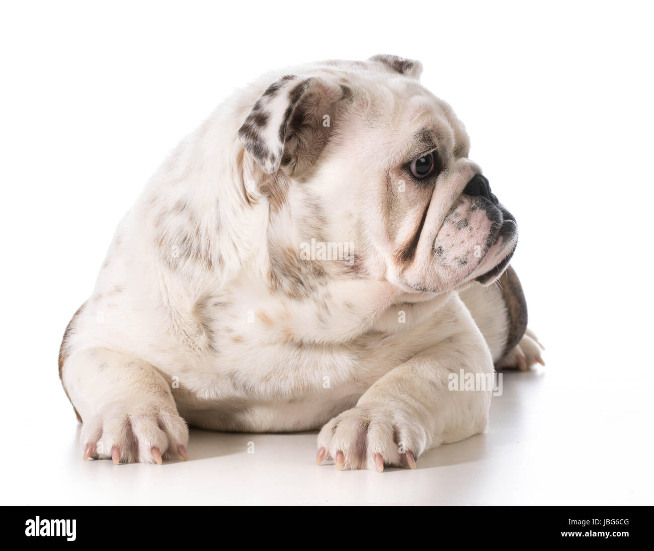 english bulldog laying down looking over shoulder isolated on white ...