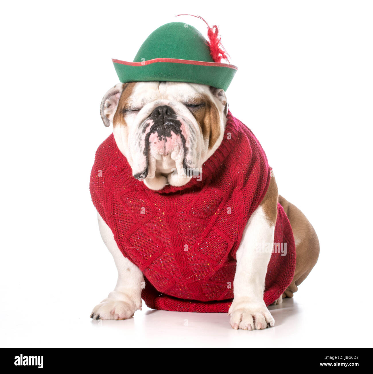 funny dog wearing red sweater and green hat Stock Photo - Alamy