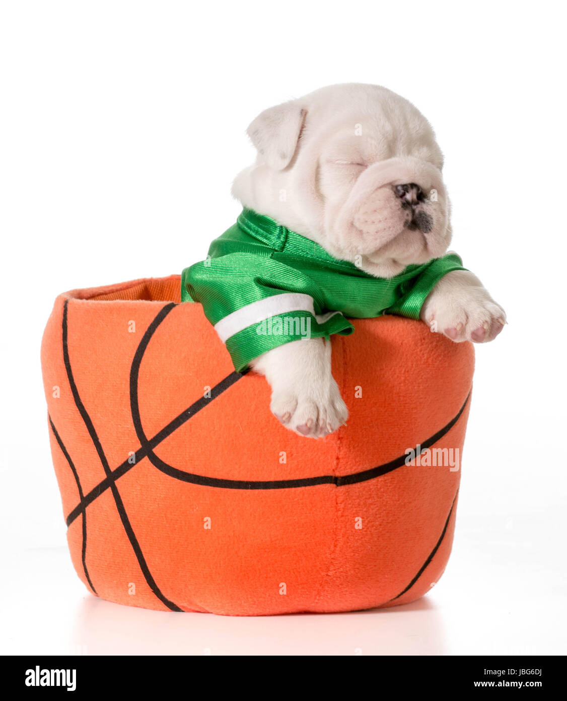 sports hound - bulldog puppy inside a basketball Stock Photo - Alamy