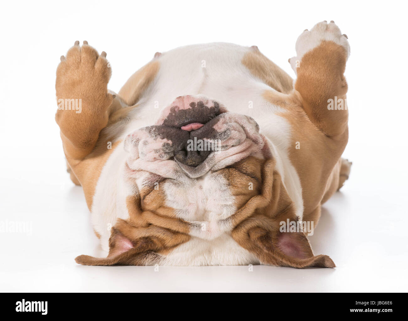 english bulldog laying on back sleeping - 7 months old Stock Photo - Alamy