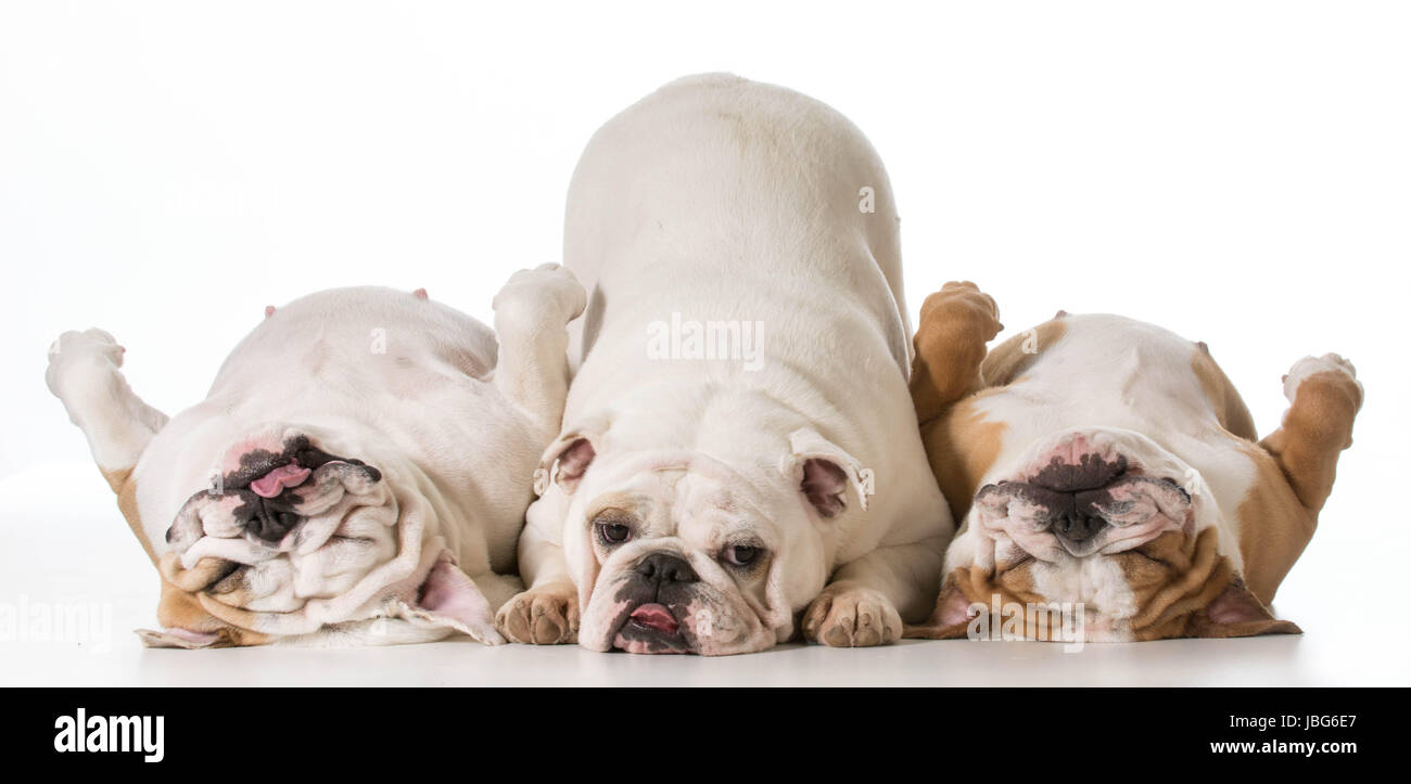 three english bulldogs isolated on white background Stock Photo - Alamy