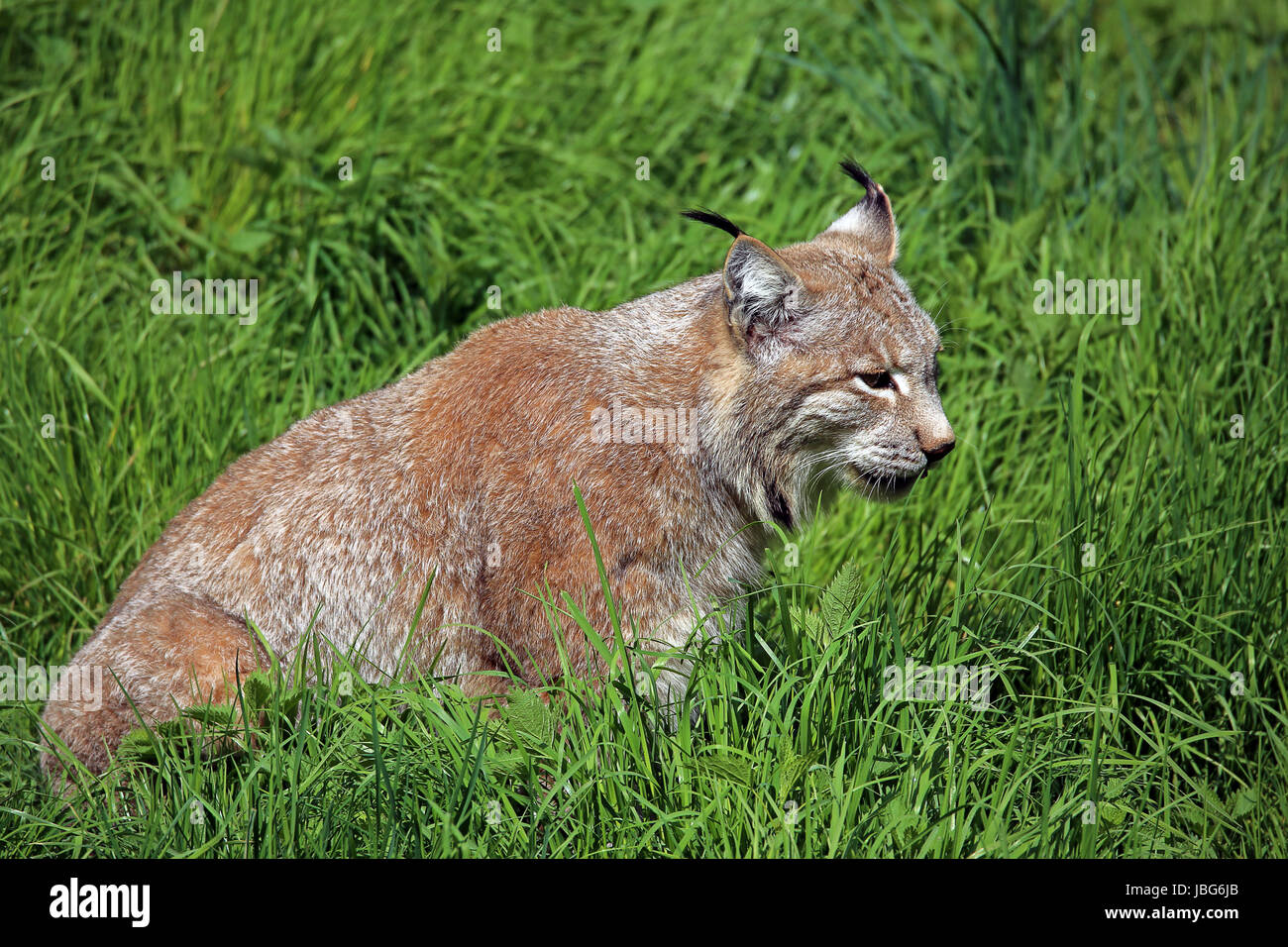 Native lynx hi-res stock photography and images - Alamy