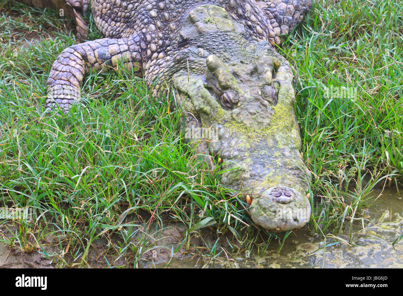 Crocodiles at a farm hi-res stock photography and images - Alamy