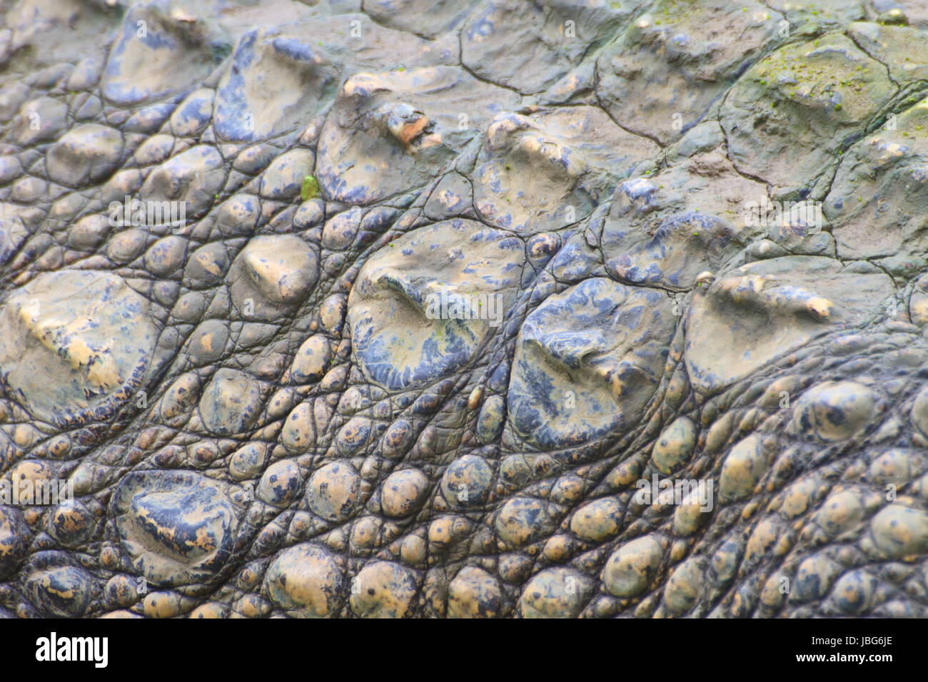Crocodile Scale Texture