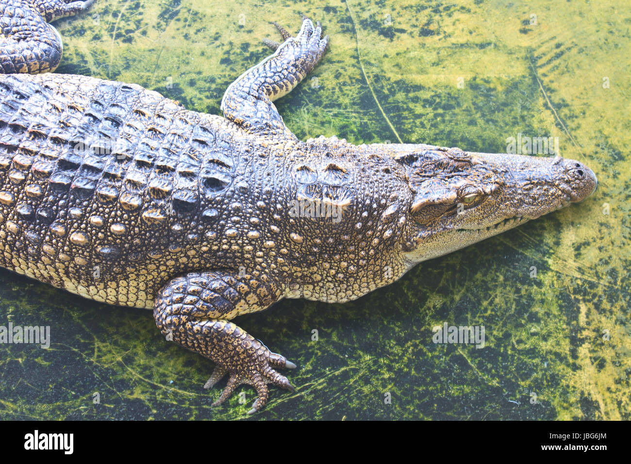 Close up Crocodiles in a farm, Thailand Stock Photo - Alamy