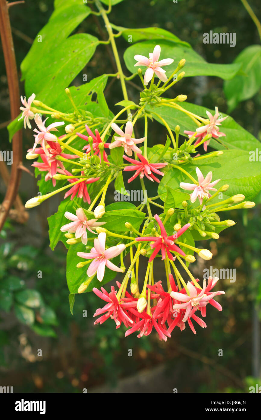 Flower in Thailand, Drunen sailor, Rangoon creeper (Quisqualis indica L ...