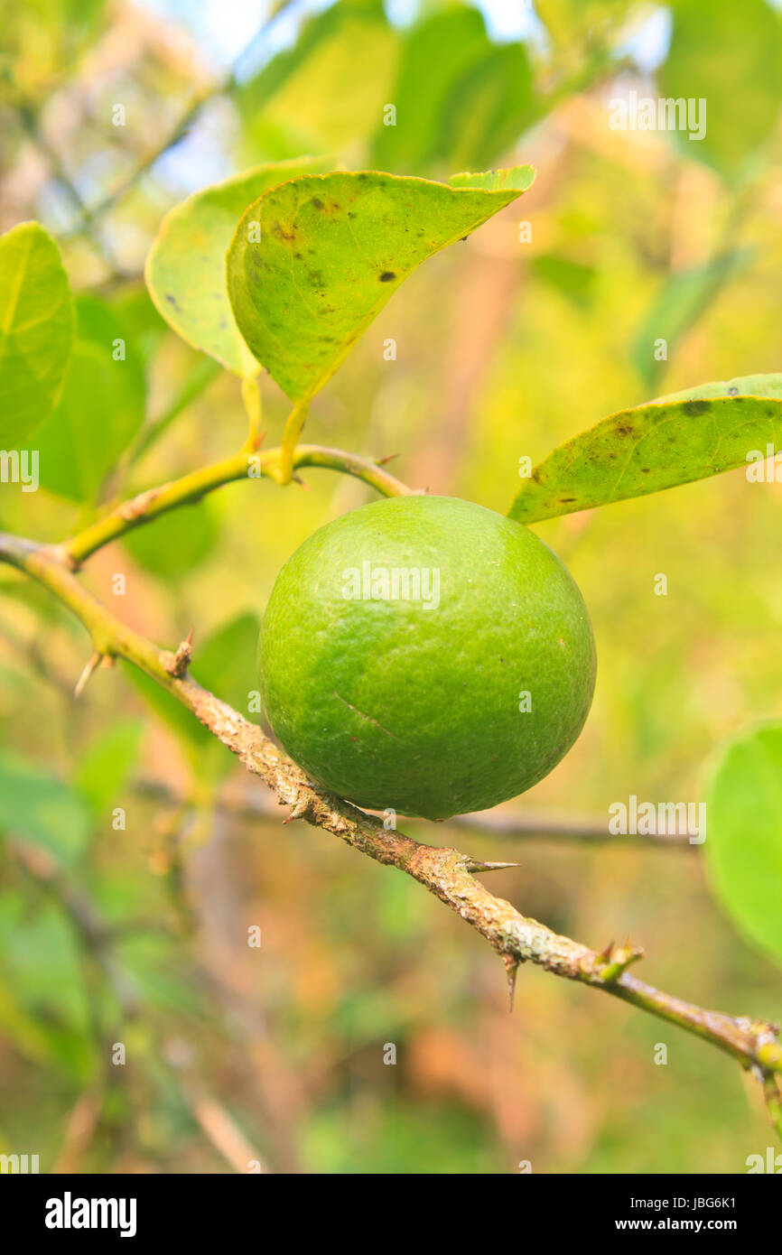 green lemon on the lemon tree in organic farm in Thailand Stock Photo ...